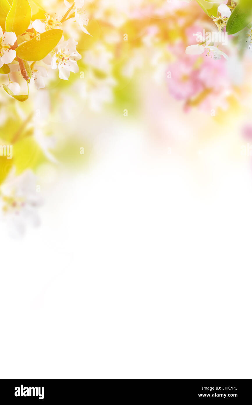 Spring border background with beautiful blossom Stock Photo - Alamy