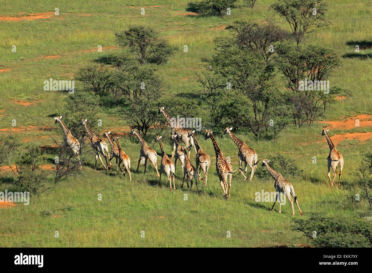 Aerial view of a herd of giraffes (Giraffa camelopardalis) in natural ...