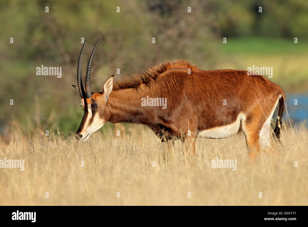 Female sable antelope hippotragus niger hi-res stock photography and ...
