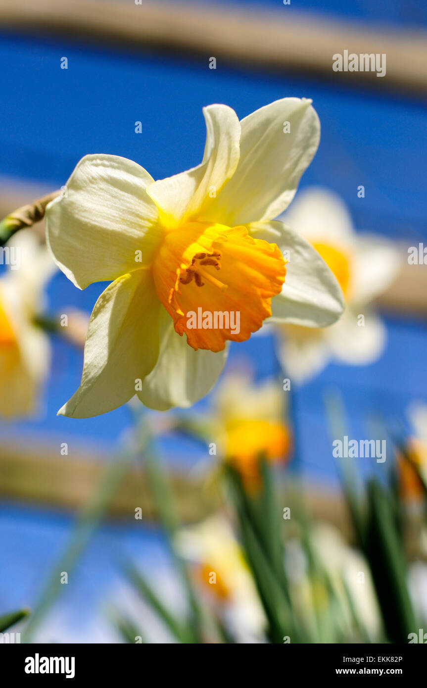 Eakring, Nottinghamshire, UK:11th April 2015.Beautiful spring colours ...