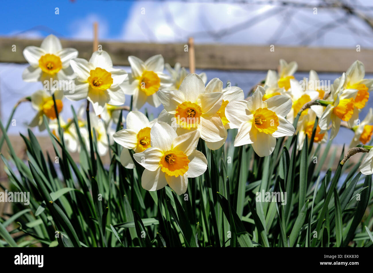 Eakring, Nottinghamshire, UK:11th April 2015.Beautiful spring colours ...