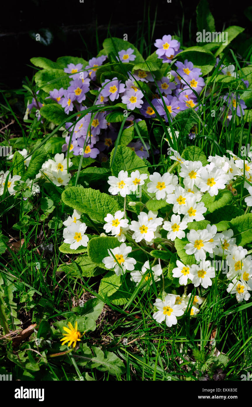Eakring, Nottinghamshire, UK:11th April 2015.Beautiful spring colours ...