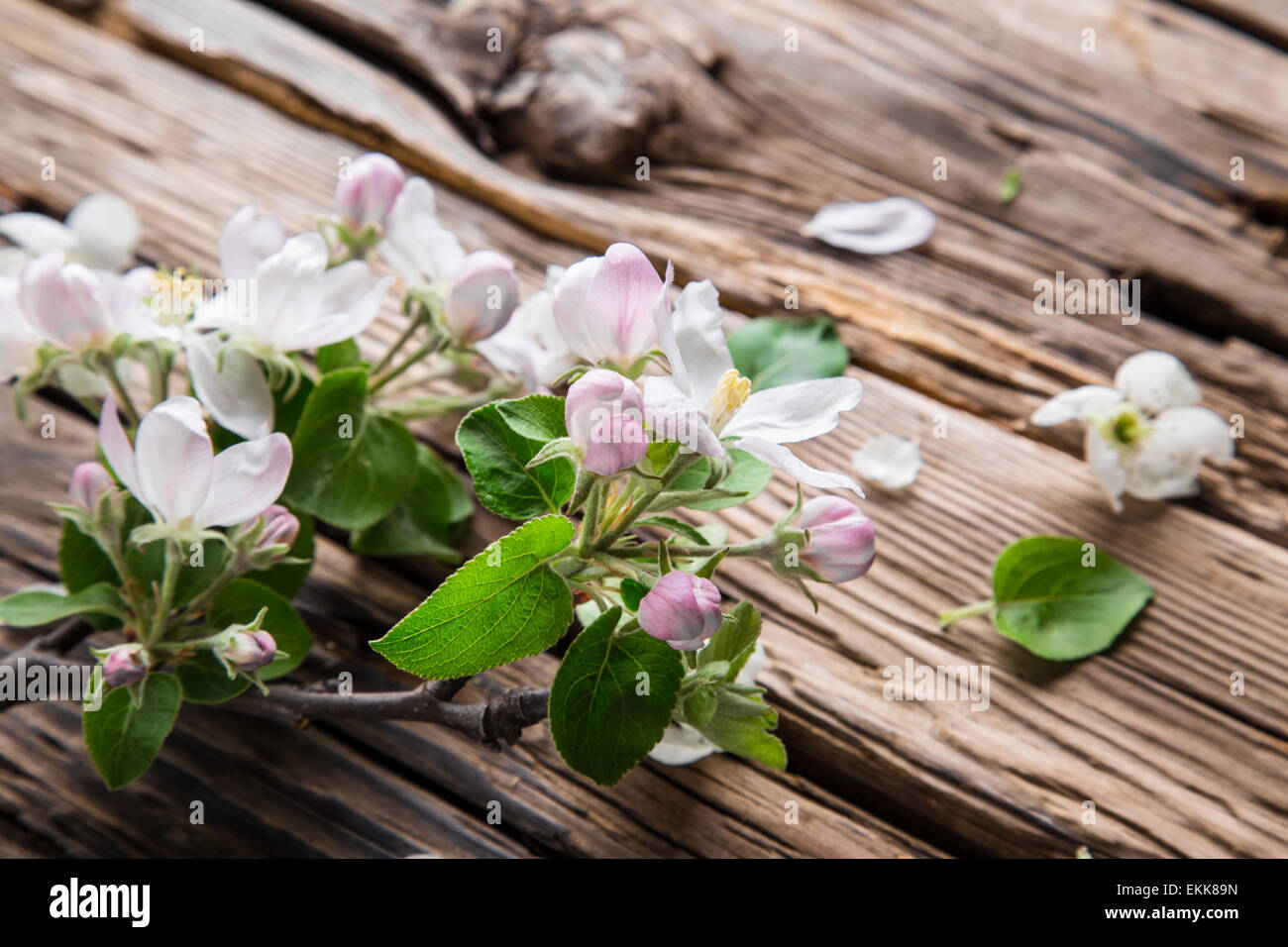 Spring background with beautiful blossom Stock Photo - Alamy