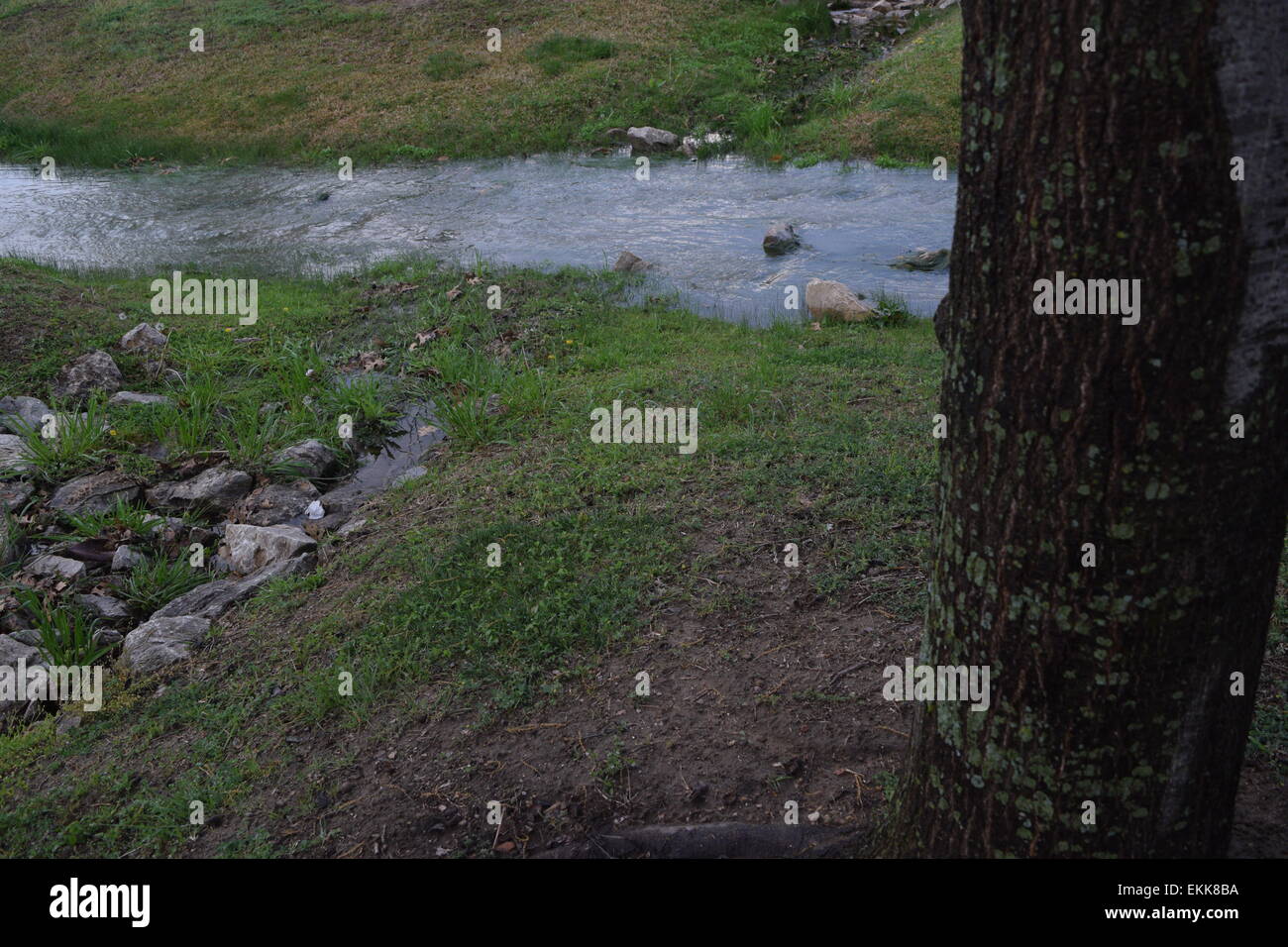 A tree trunk in front of a small creek Stock Photo - Alamy