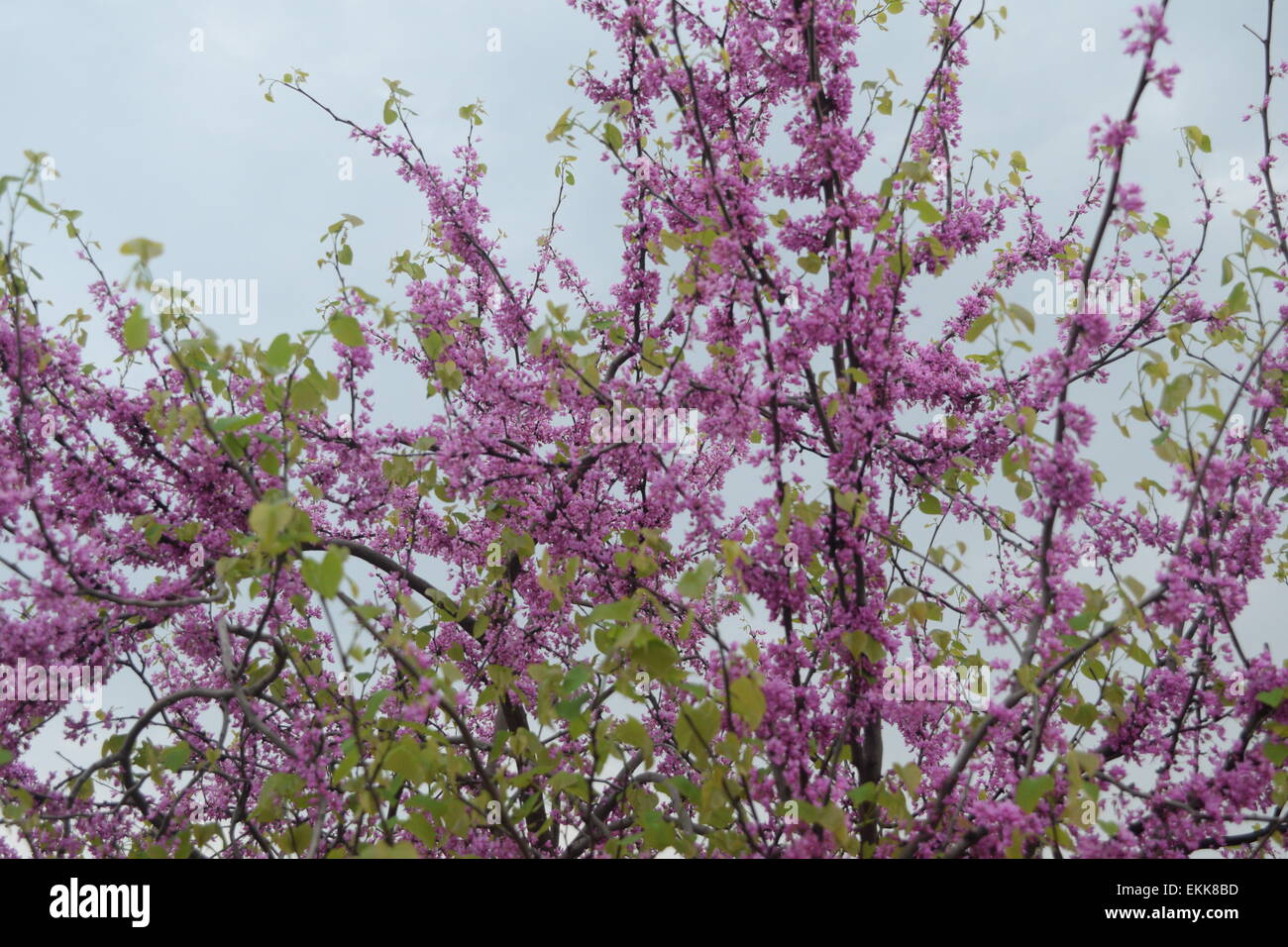 A purple cherry tree Stock Photo - Alamy