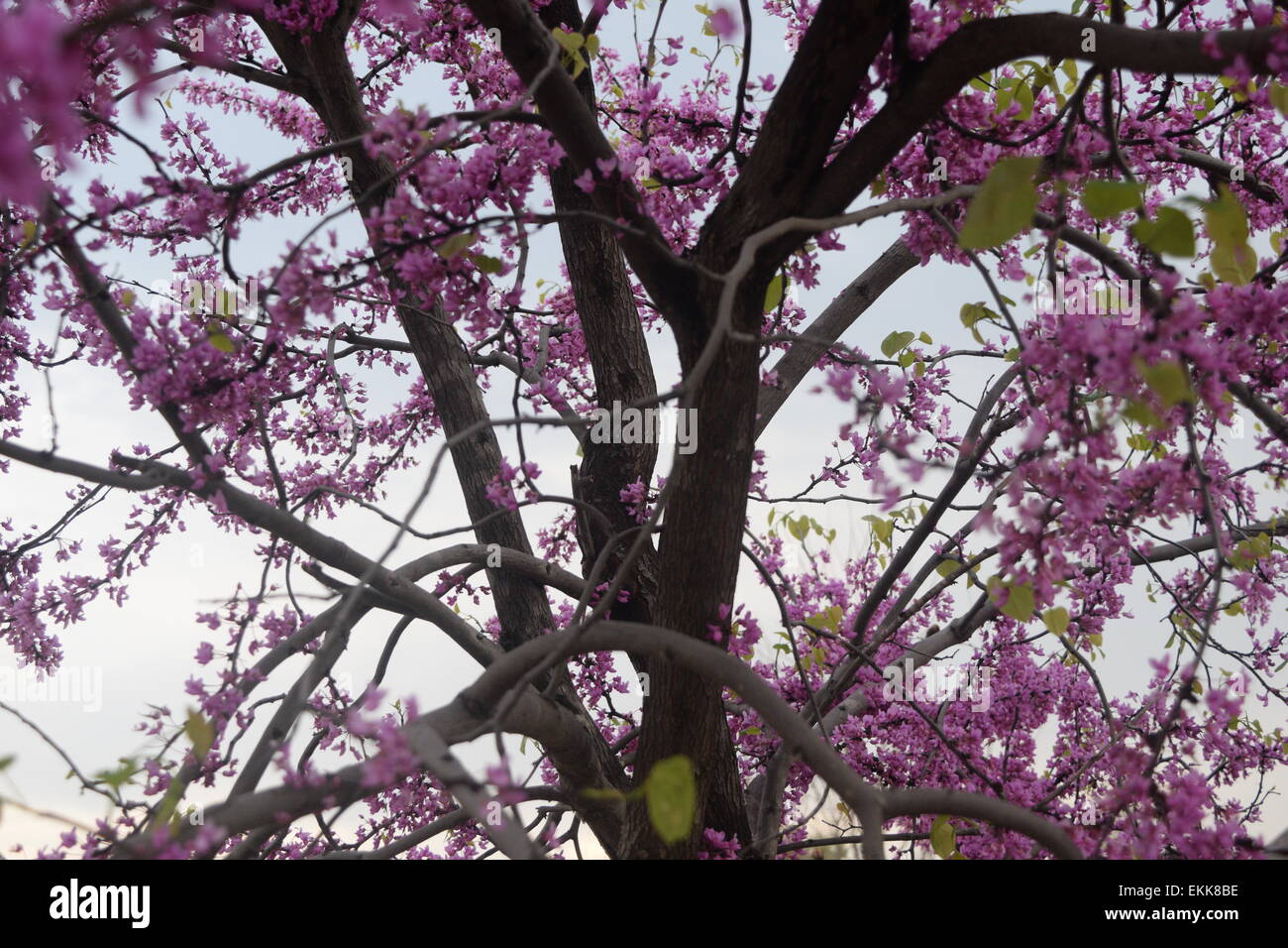 A purple tree Stock Photo - Alamy
