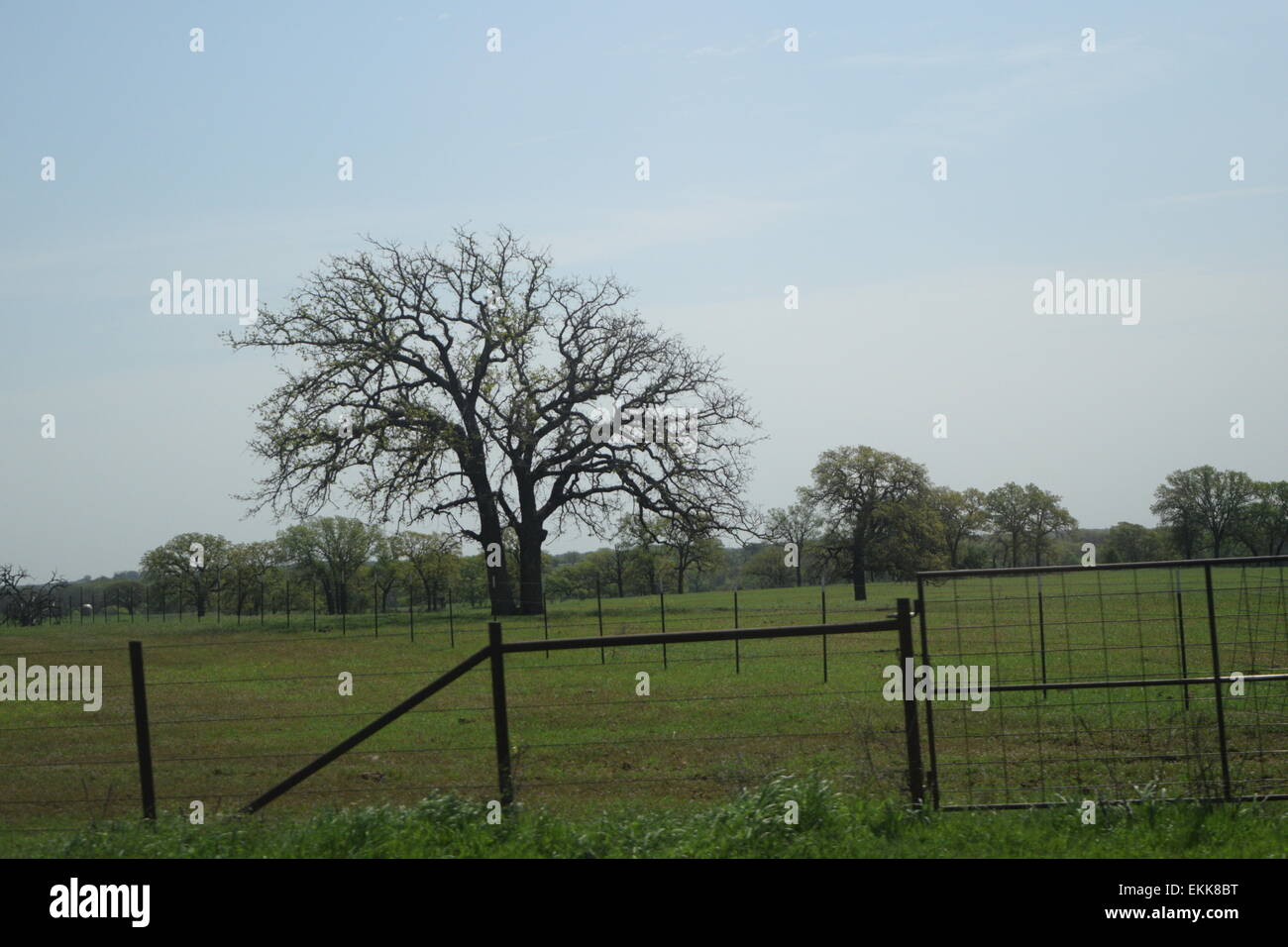 A pasture with a tree Stock Photo - Alamy