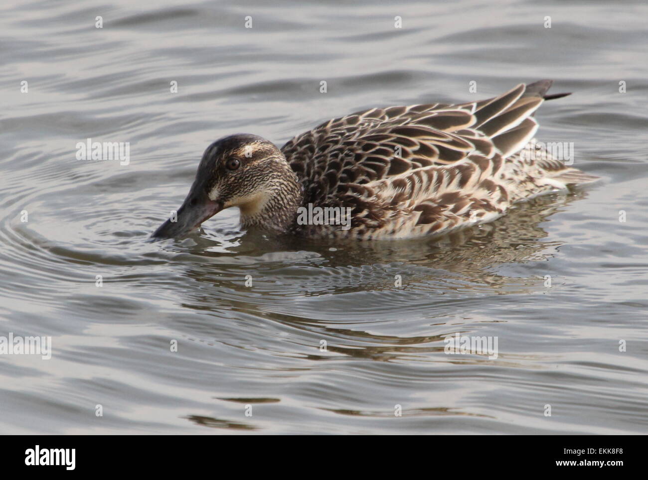 Garganey Female Duck Stock Photos & Garganey Female Duck Stock Images ...