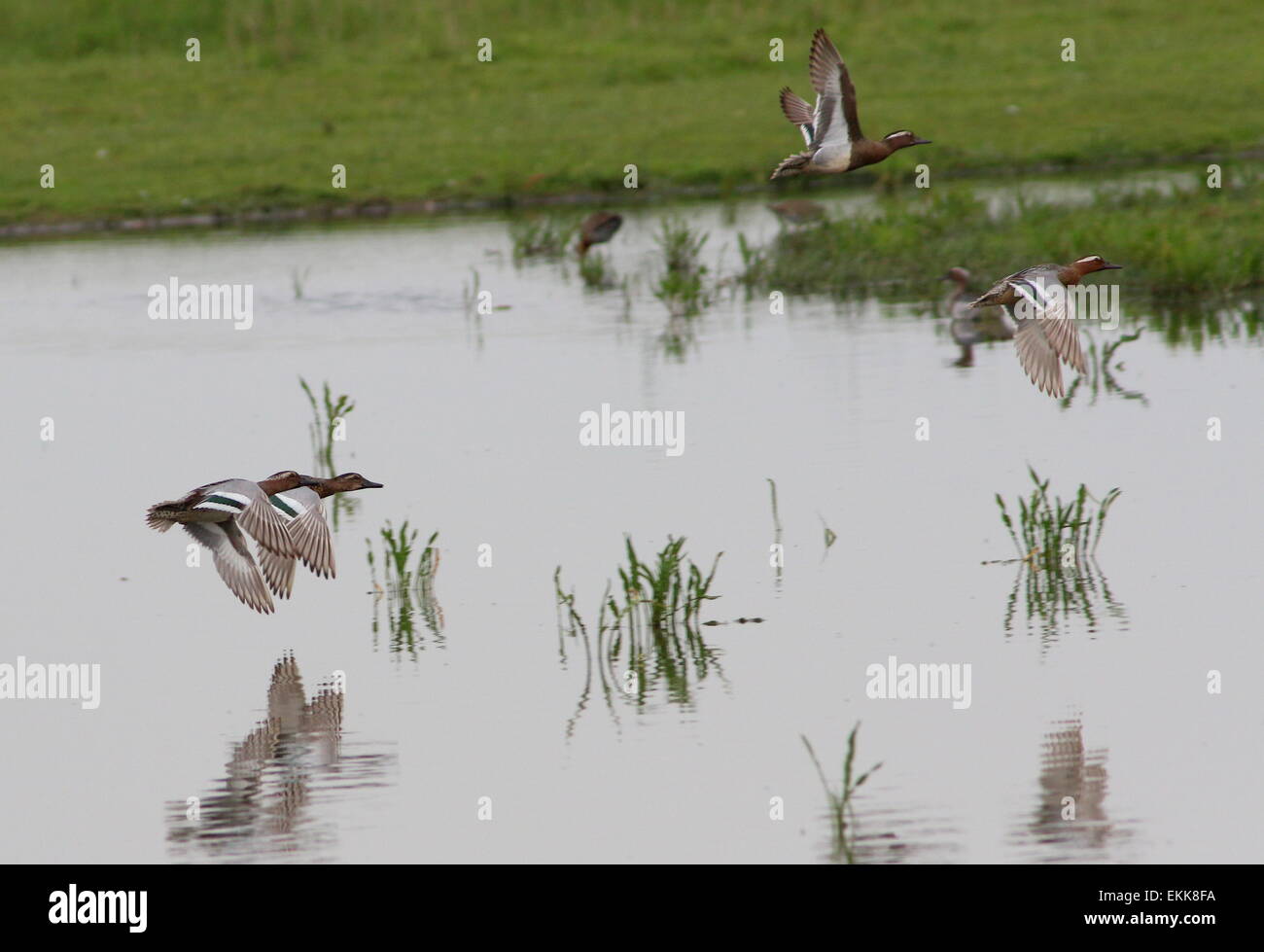 Four male Garganey ducks ( Anas querquedula) in flight over coastal ...