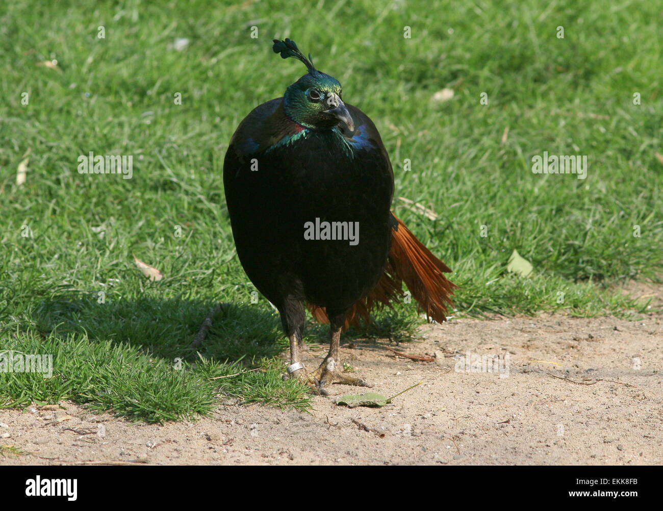 Male Himalayan monal pheasant (Lophophorus impejanus), a.k.a. Impeyan ...