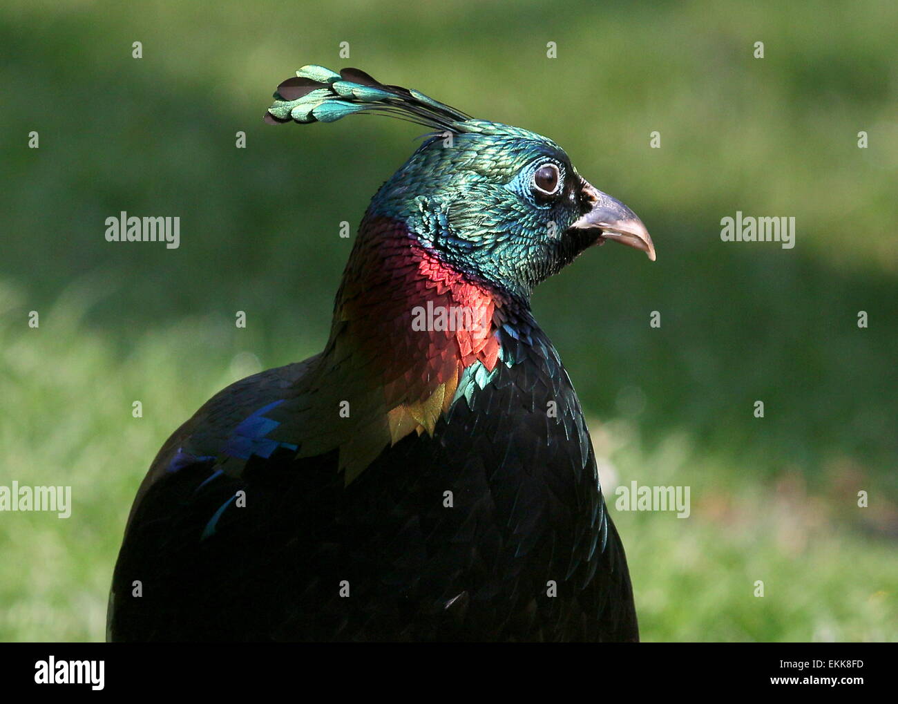 Male Himalayan monal pheasant (Lophophorus impejanus), seen in profile ...