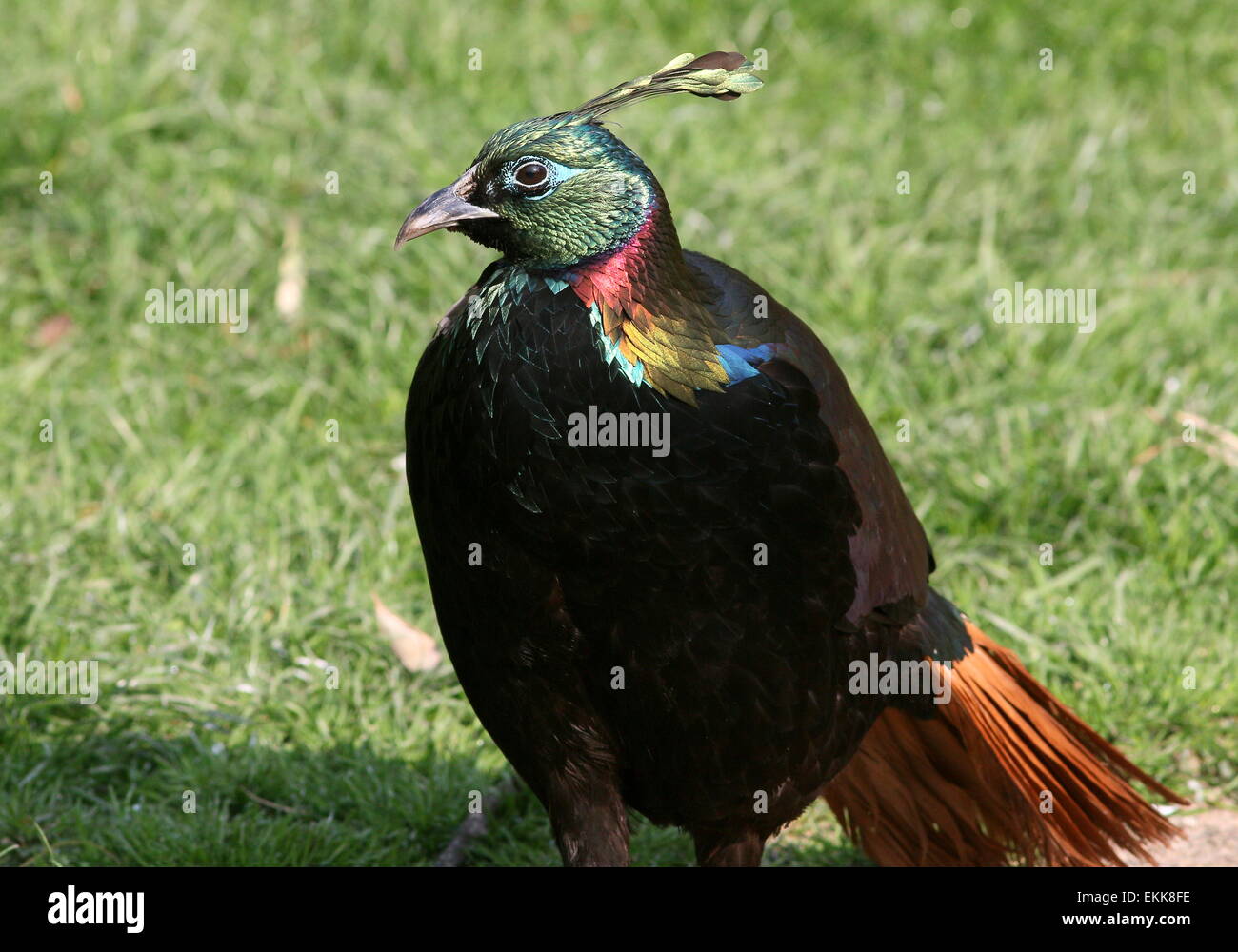 Male Himalayan monal pheasant (Lophophorus impejanus), a.k.a. Impeyan ...