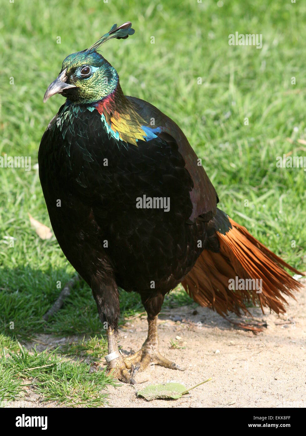 Male Himalayan monal pheasant (Lophophorus impejanus), a.k.a. Impeyan ...