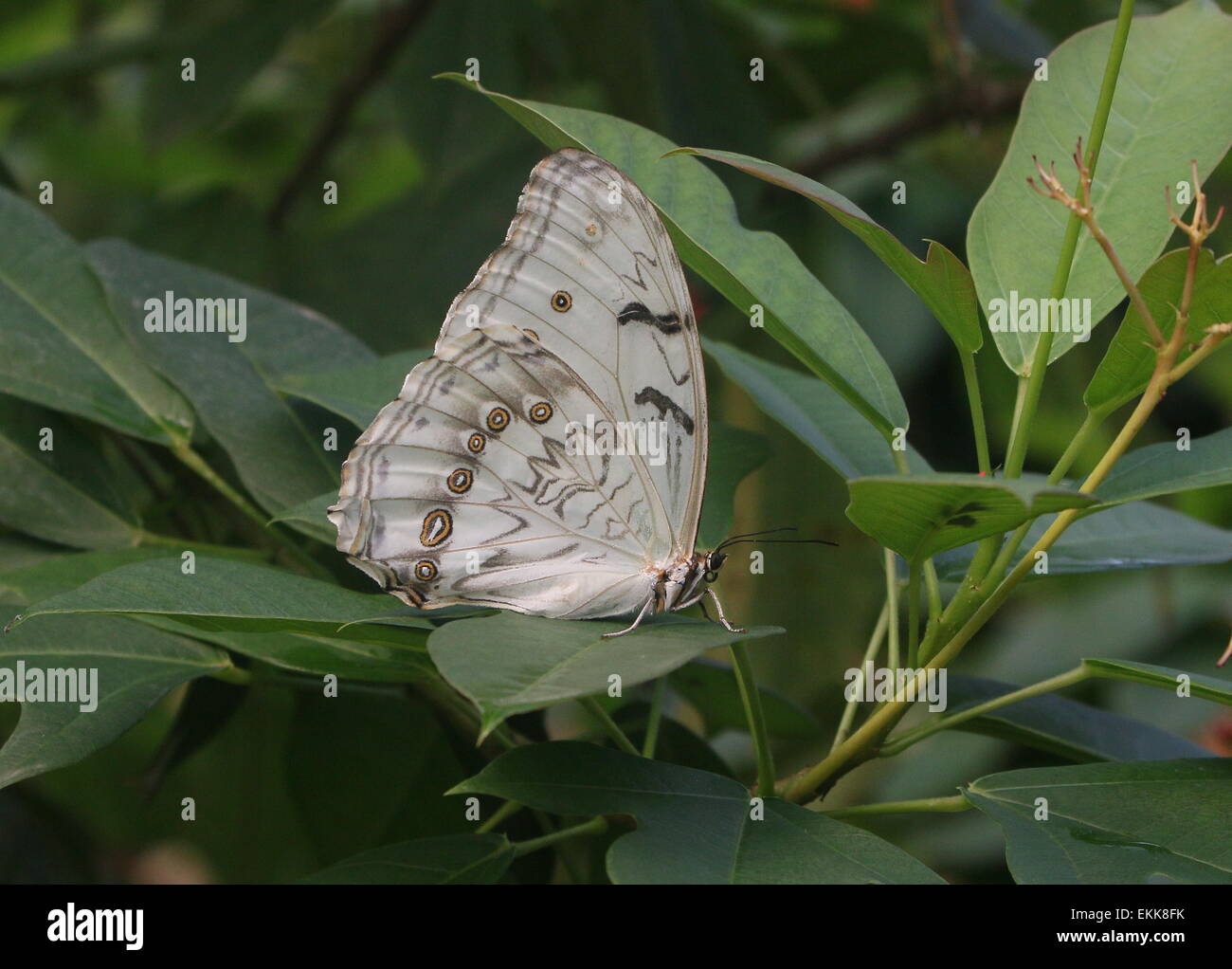White Morpho Butterfly (Morpho Polyphemus), native to Mexico and ...