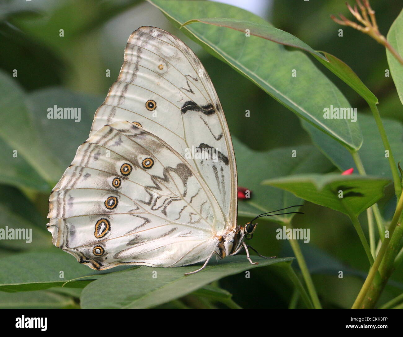 White Morpho Butterfly (Morpho Polyphemus), native to Mexico and ...