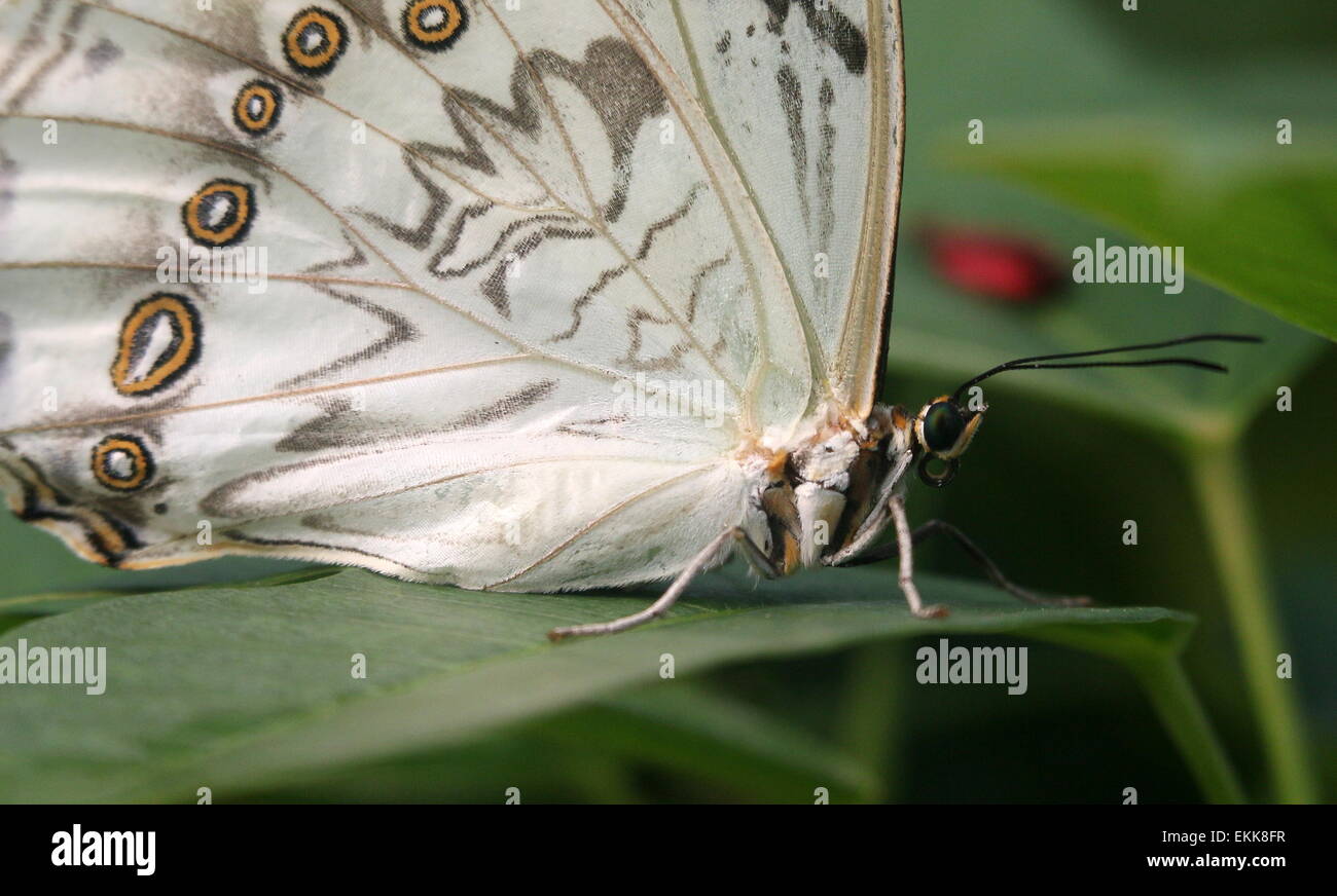 Close crop of a White Morpho Butterfly (Morpho Polyphemus) posing on a ...