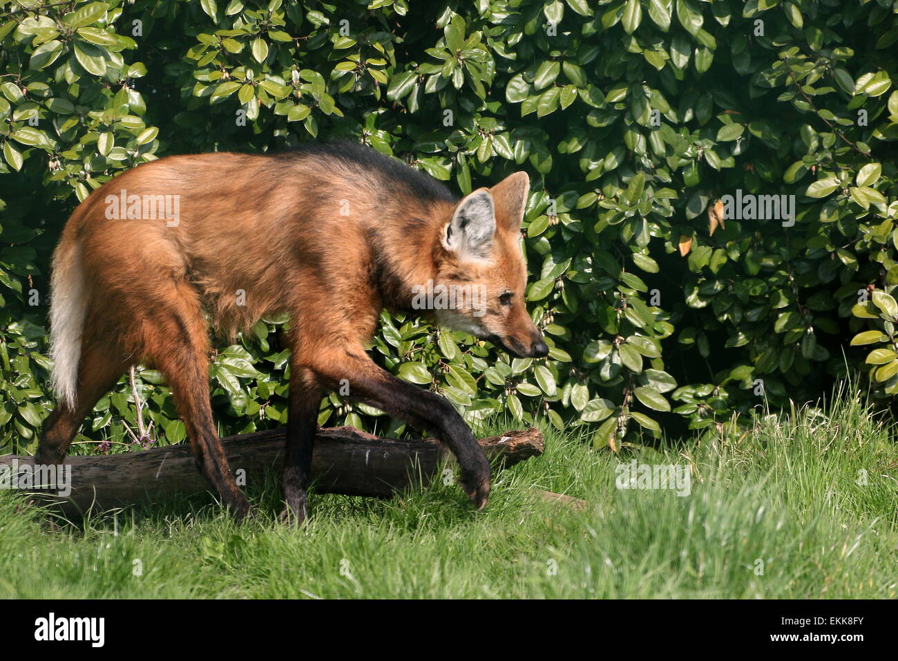 South American Maned wolf (Chrysocyon brachyurus) walking through the ...