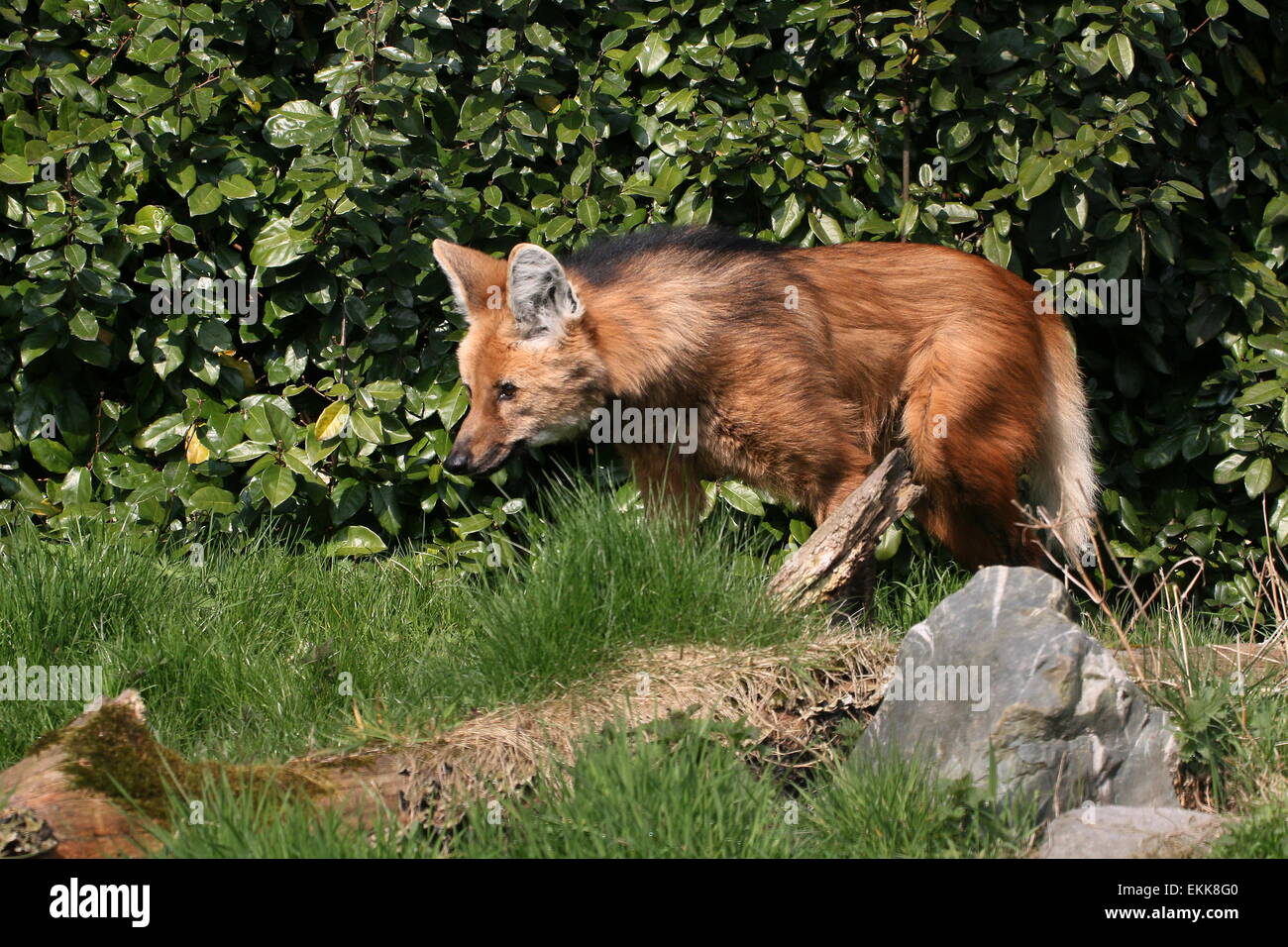 South American Maned wolf (Chrysocyon brachyurus Stock Photo - Alamy