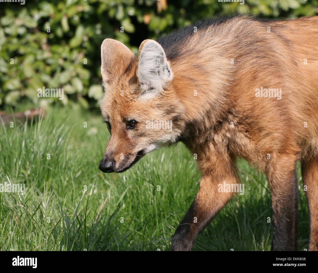 South American Maned wolf (Chrysocyon brachyurus) in close-up Stock ...