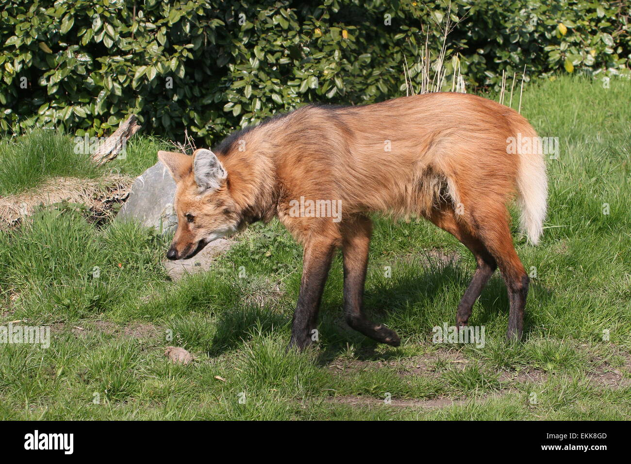 Crin wolf hi-res stock photography and images - Alamy