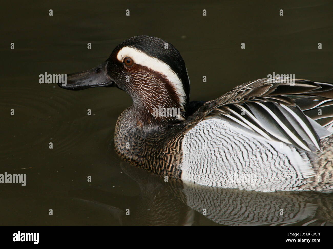 Detailed close-up of the head and upper body of a swimming Male ...