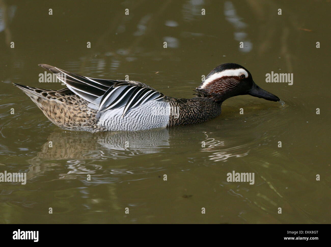 Garganey (anas querquedula) garganeys hi-res stock photography and ...