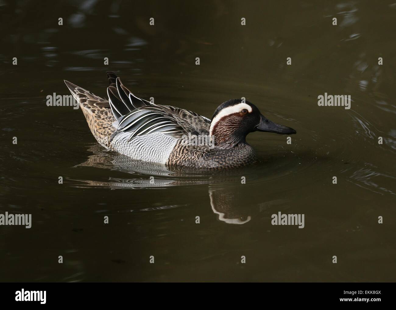 Male Garganey duck ( Anas querquedula) swimming Stock Photo - Alamy