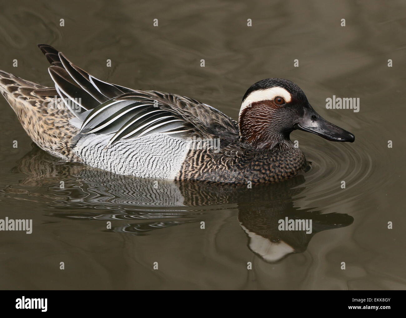 Garganey duck hi-res stock photography and images - Alamy