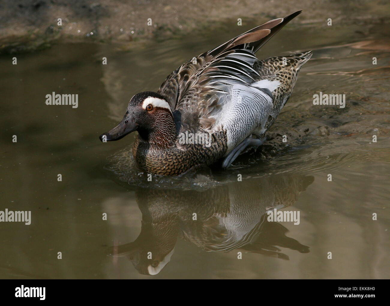 Garganey duck hi-res stock photography and images - Alamy