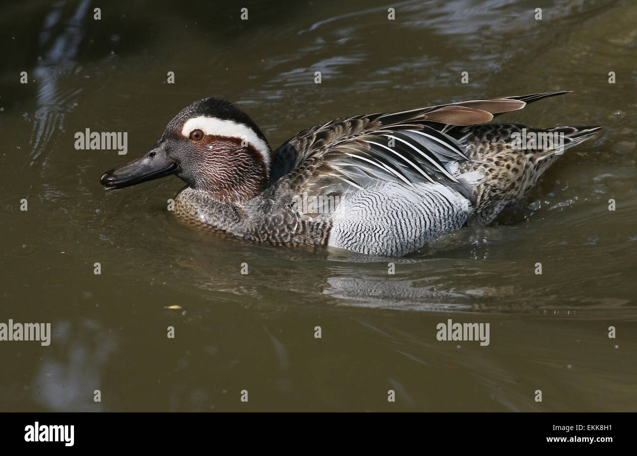 Garganeys hi-res stock photography and images - Alamy