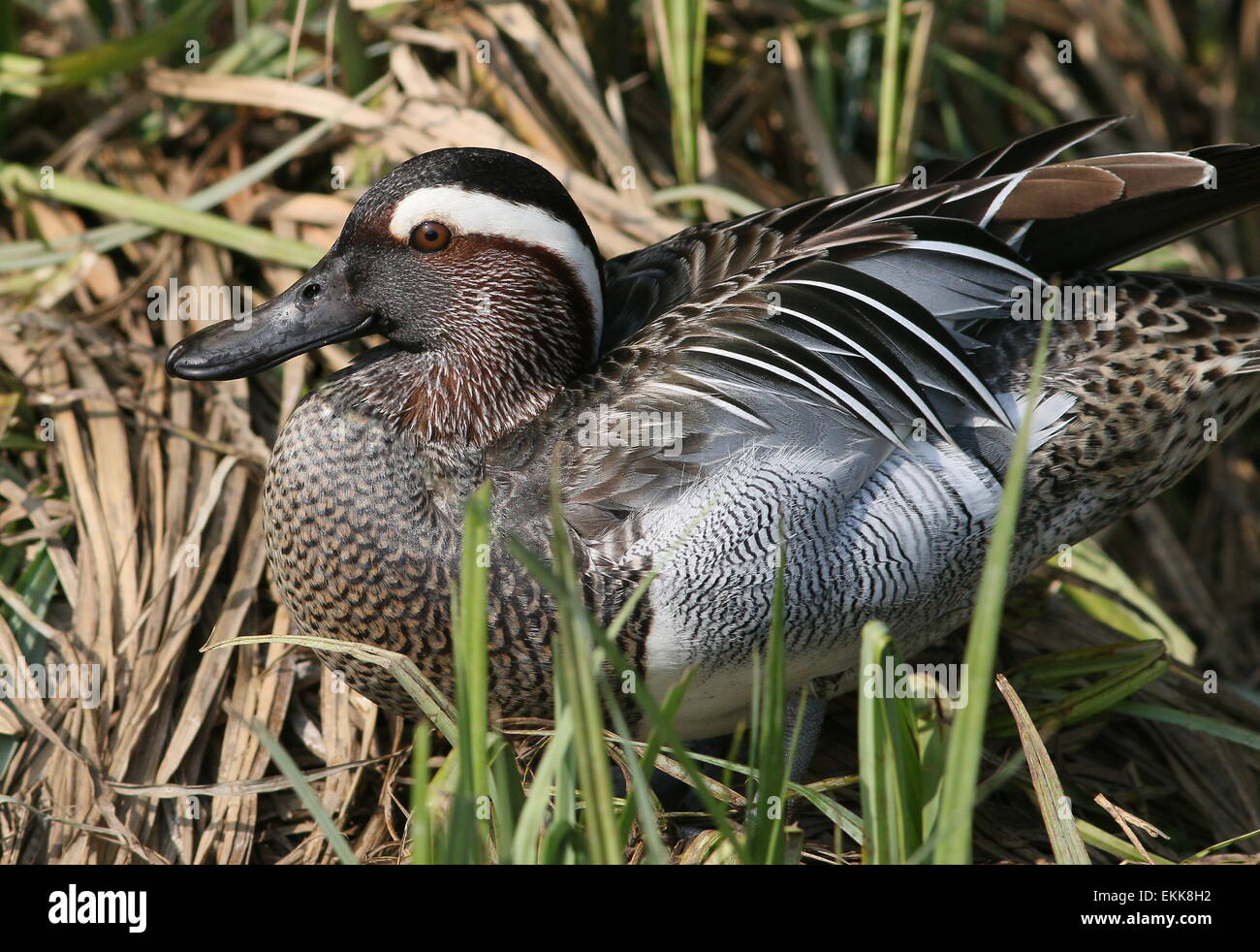 Males garganey hi-res stock photography and images - Alamy