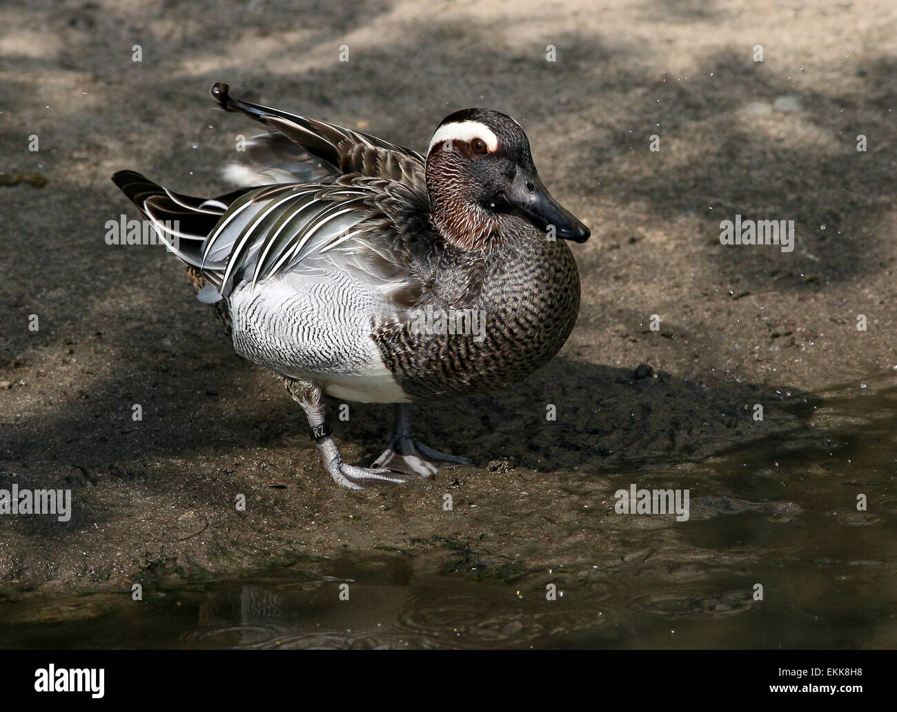 Males garganey hi-res stock photography and images - Alamy