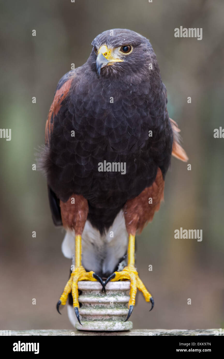 Killer hawk hi-res stock photography and images - Alamy