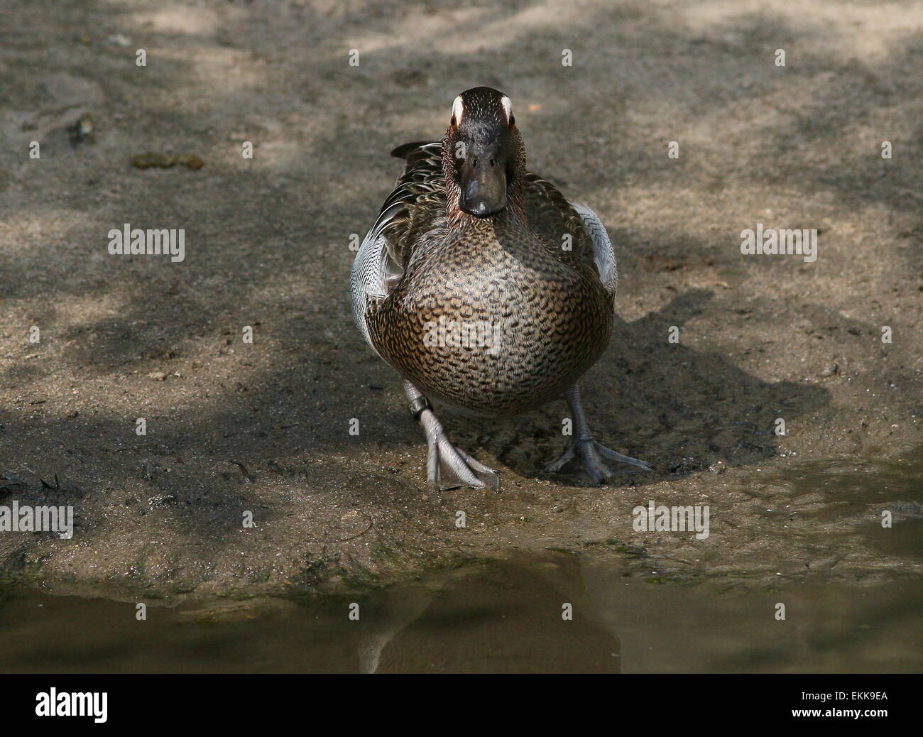 Male garganeys hi-res stock photography and images - Alamy