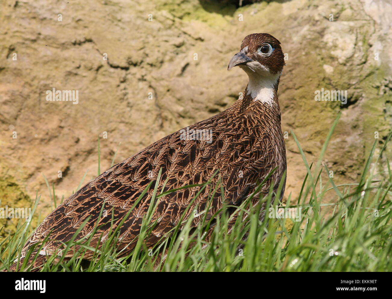 Female Himalayan monal pheasant (Lophophorus impejanus), a.k.a. Impeyan ...