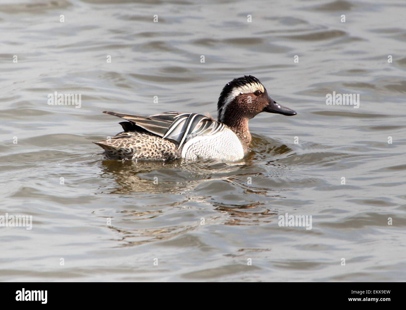 Males garganey hi-res stock photography and images - Alamy