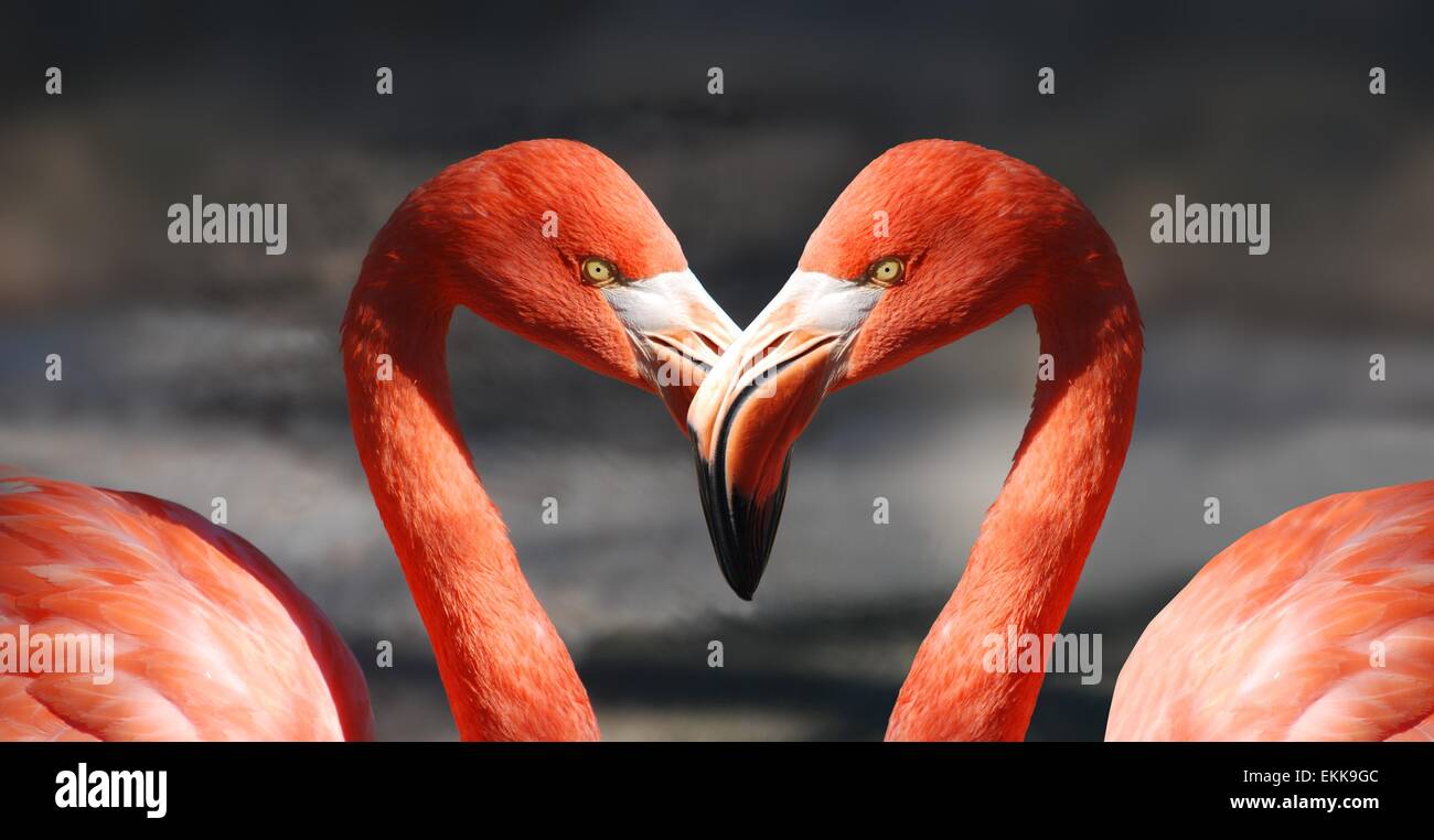 Pink Flamingo Heart Shape High Resolution Stock Photography and Images ...