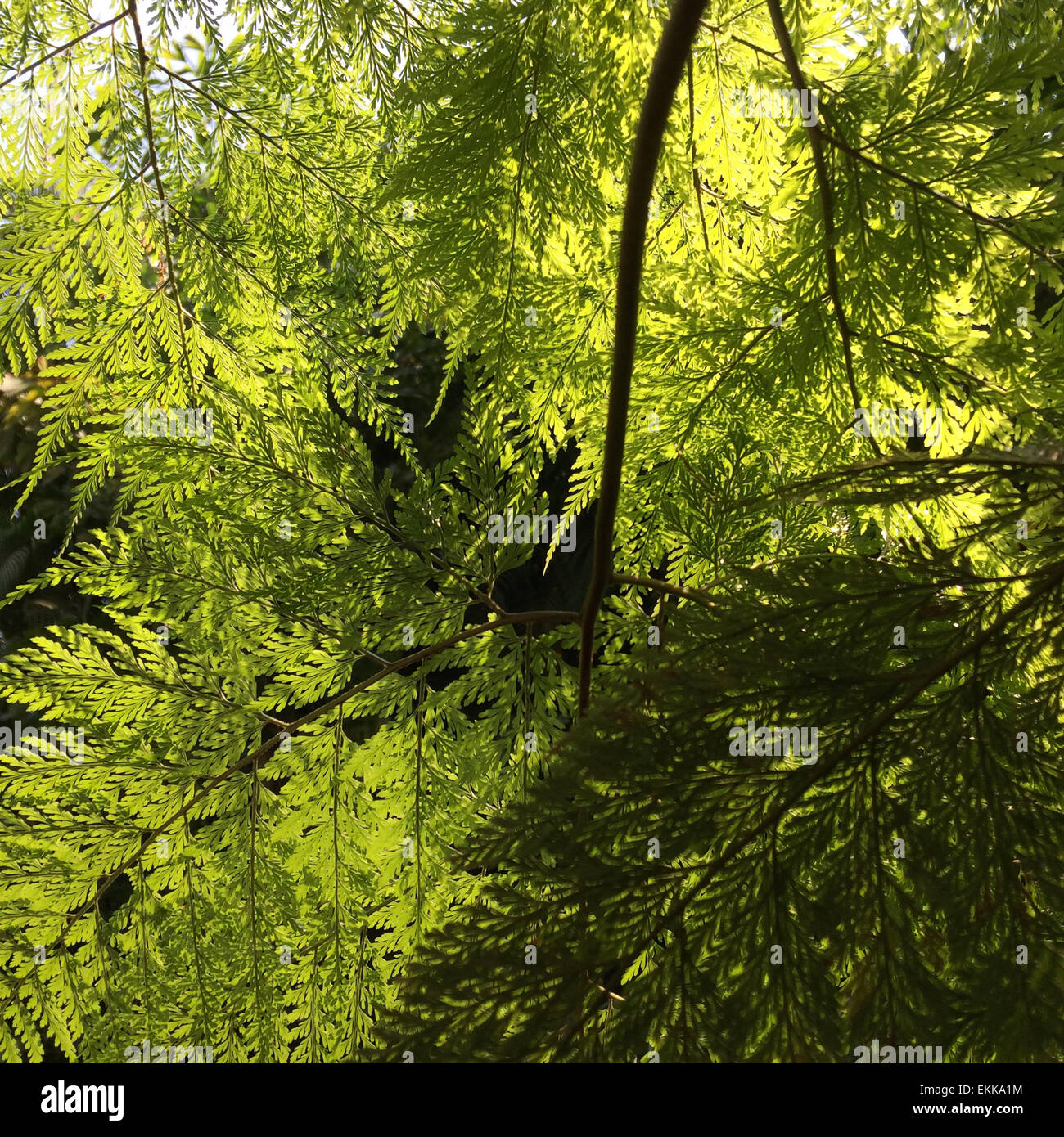 Vertical leaves background hi-res stock photography and images - Alamy