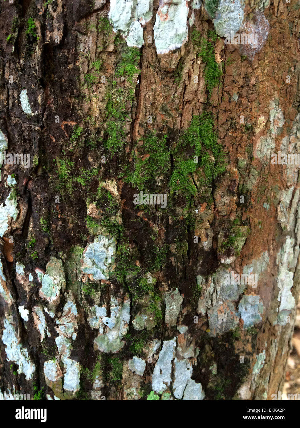 Lichen on tree bark hi-res stock photography and images - Alamy