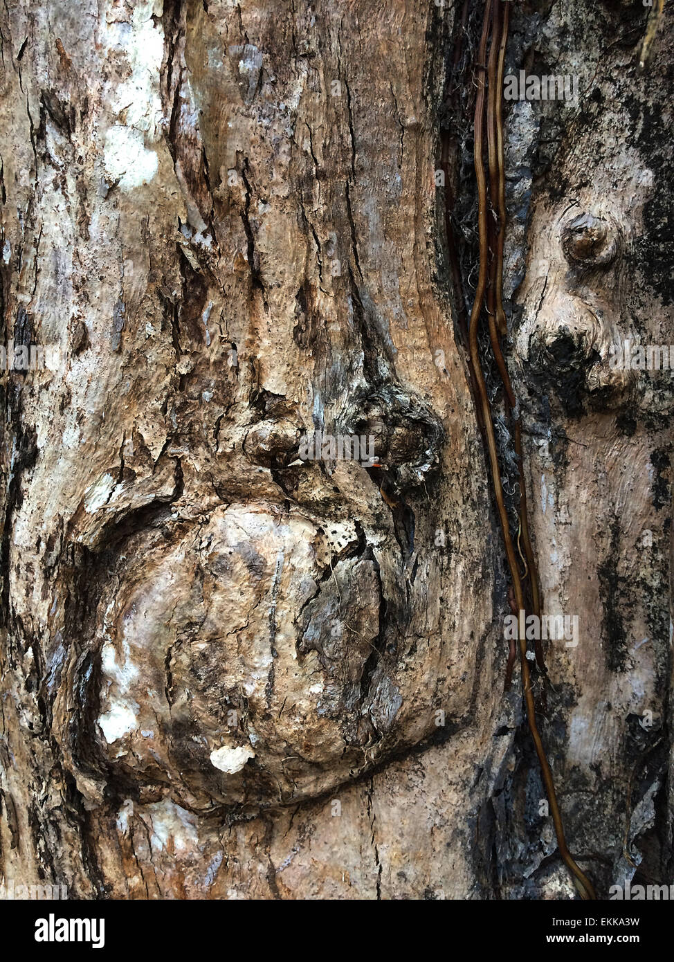 Vertical frame tree hi-res stock photography and images - Alamy