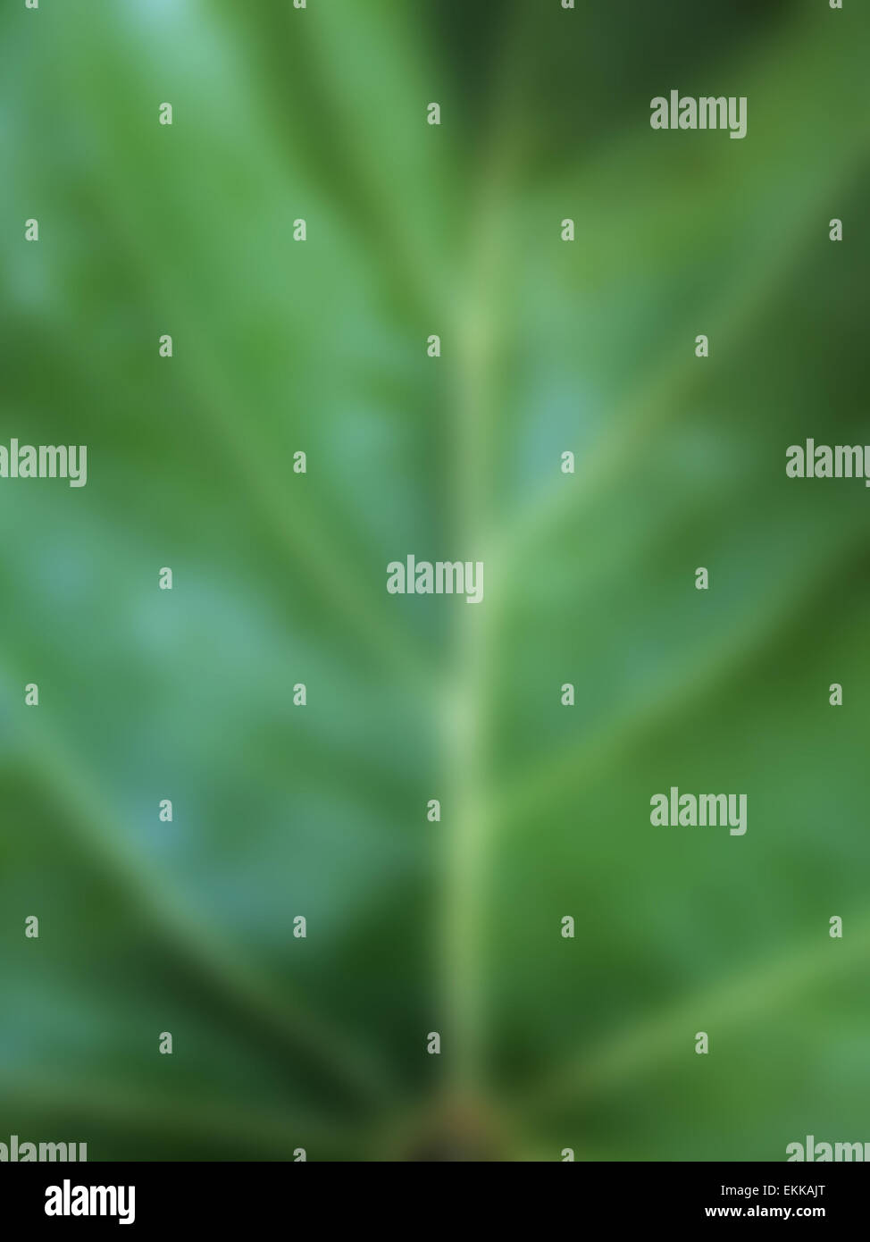 Macro vertical leaves hi-res stock photography and images - Alamy