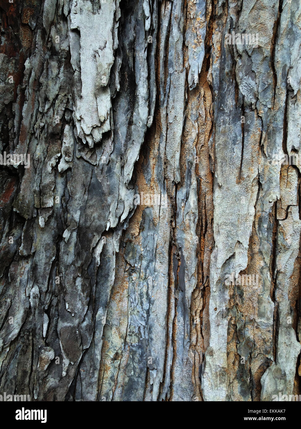 Full frame tree trunk hi-res stock photography and images - Alamy
