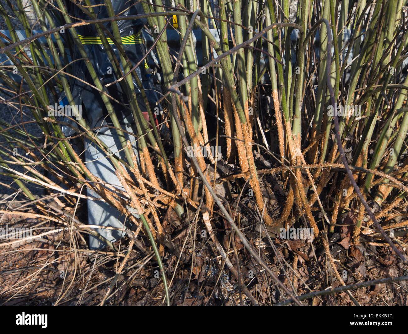 Bush rat hi-res stock photography and images - Alamy