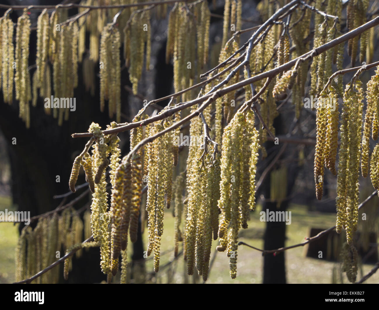 Corylus colurna hi-res stock photography and images - Alamy