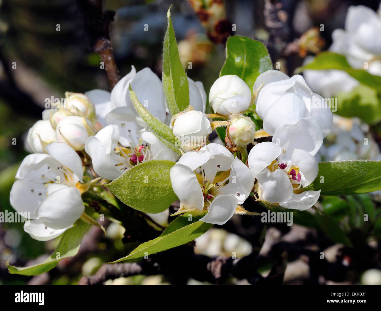 Picture of a pear tree in blossom, photographed in the sunlight Stock ...