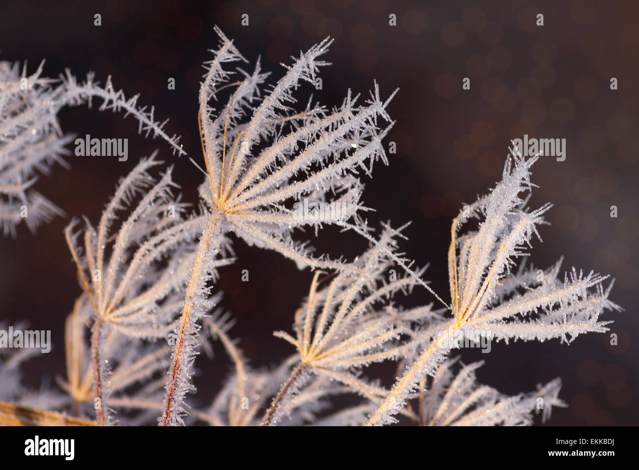 A hoar frost has coated Cow Parsley heads with spiky ice crystals which ...