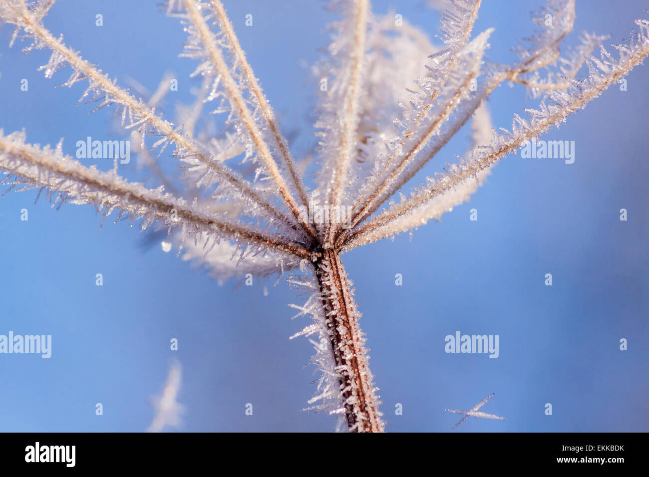 A hoar frost has coated Cow Parsley heads with spiky ice crystals which ...
