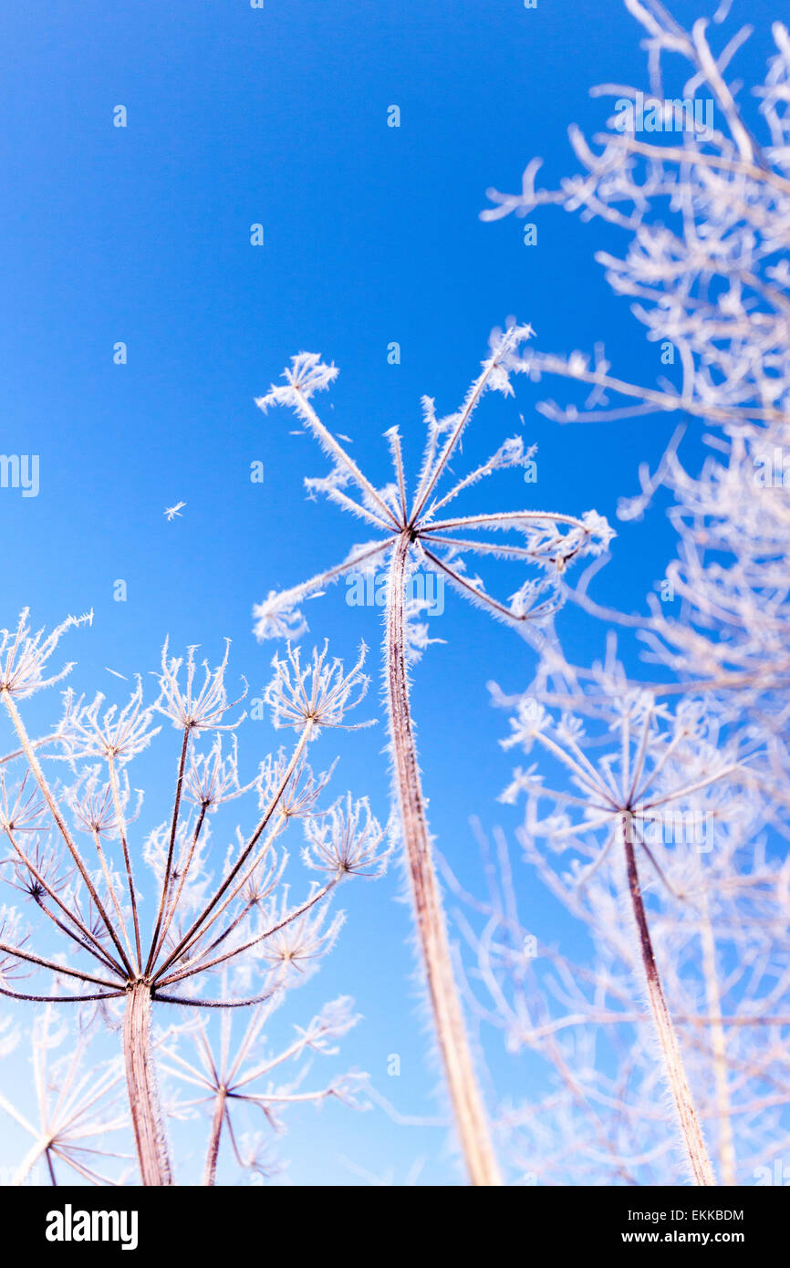 A hoar frost has coated Cow Parsley heads with spiky ice crystals which ...