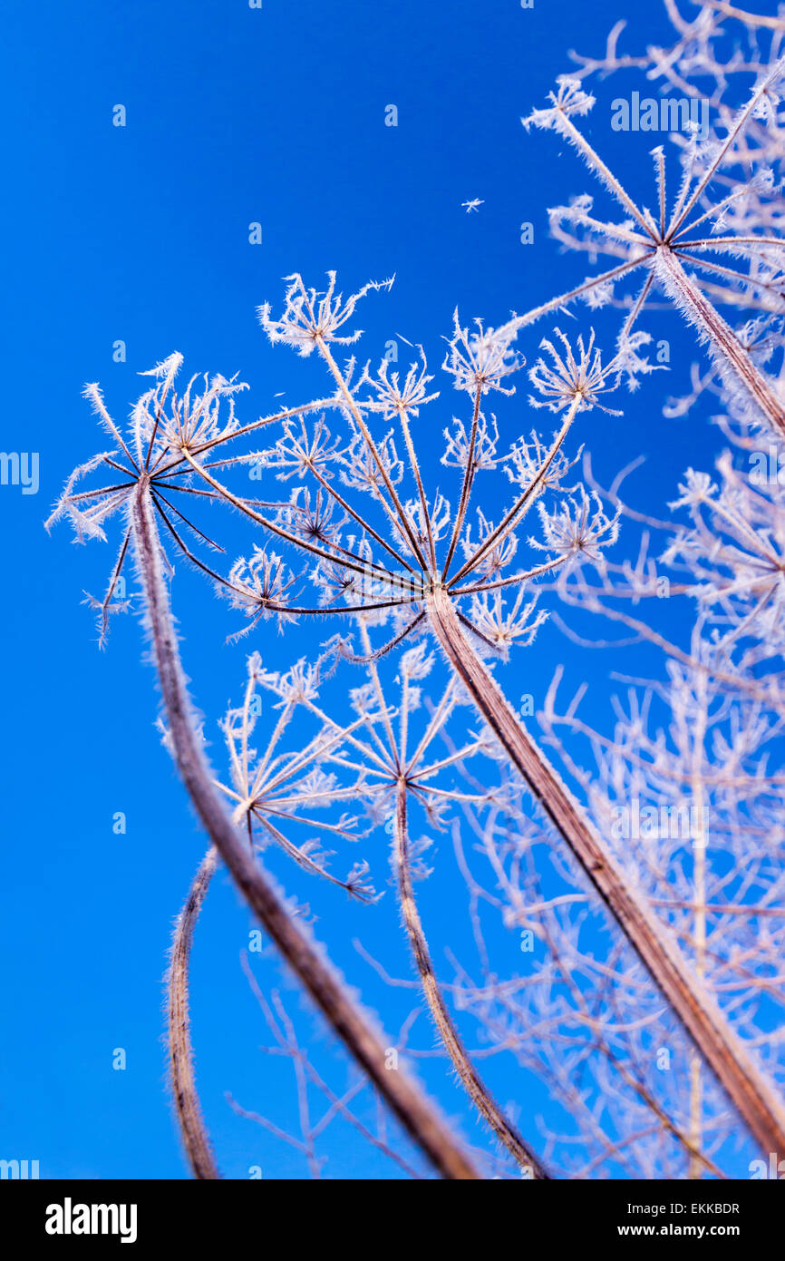 A hoar frost has coated Cow Parsley heads with spiky ice crystals which ...
