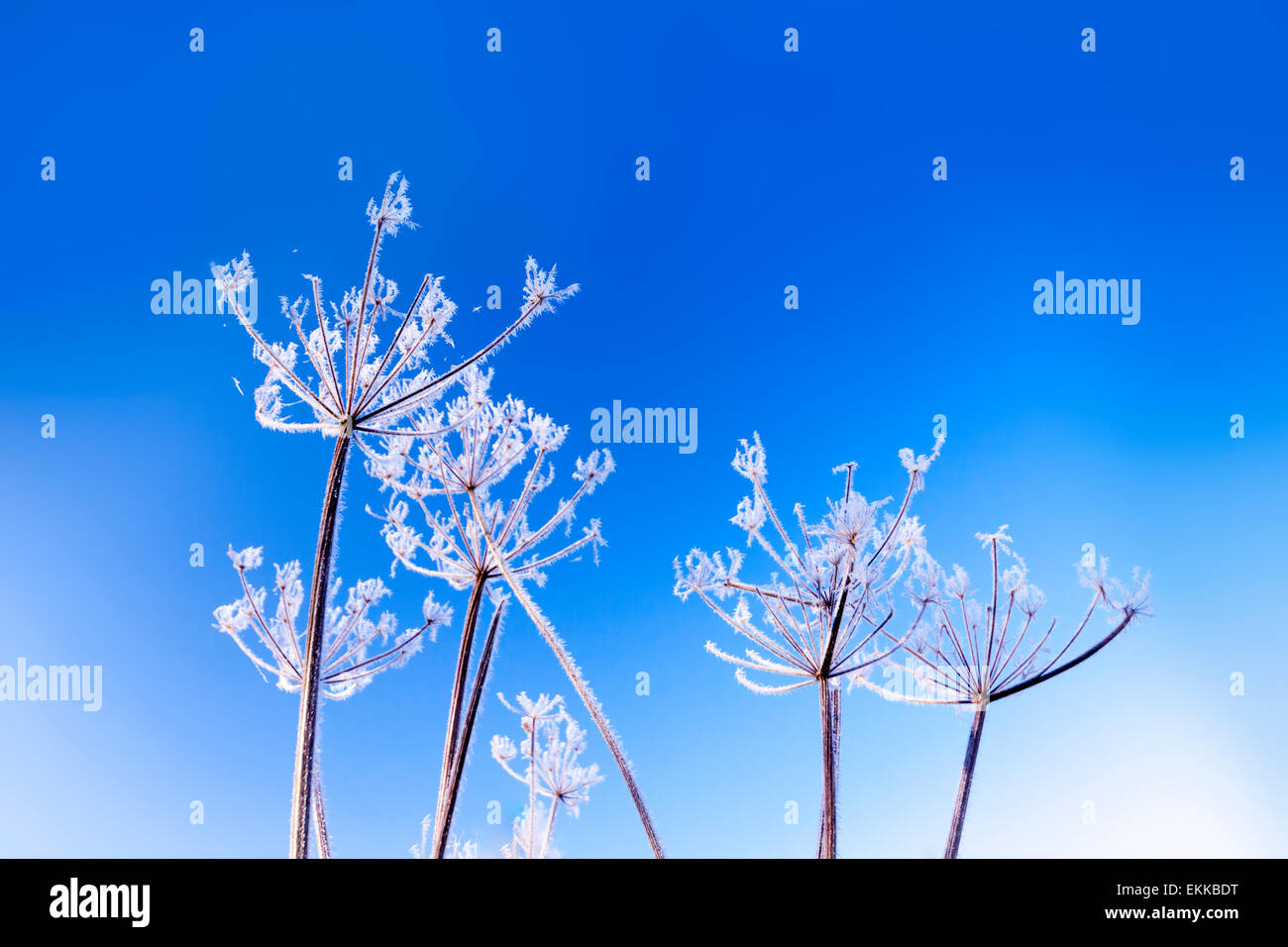 A hoar frost has coated Cow Parsley heads with spiky ice crystals which ...